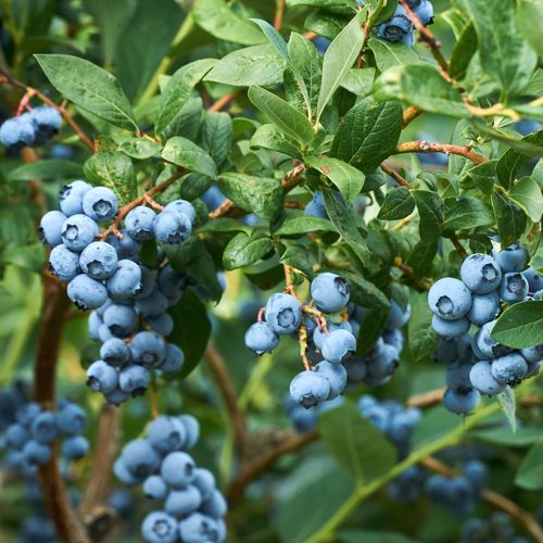 Blueberry 'North Country' 2L – Backyard Landscaping